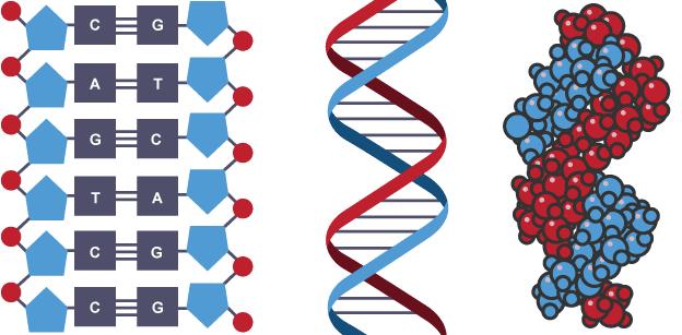 AS Biology OCR: Polynucleotides & DNA