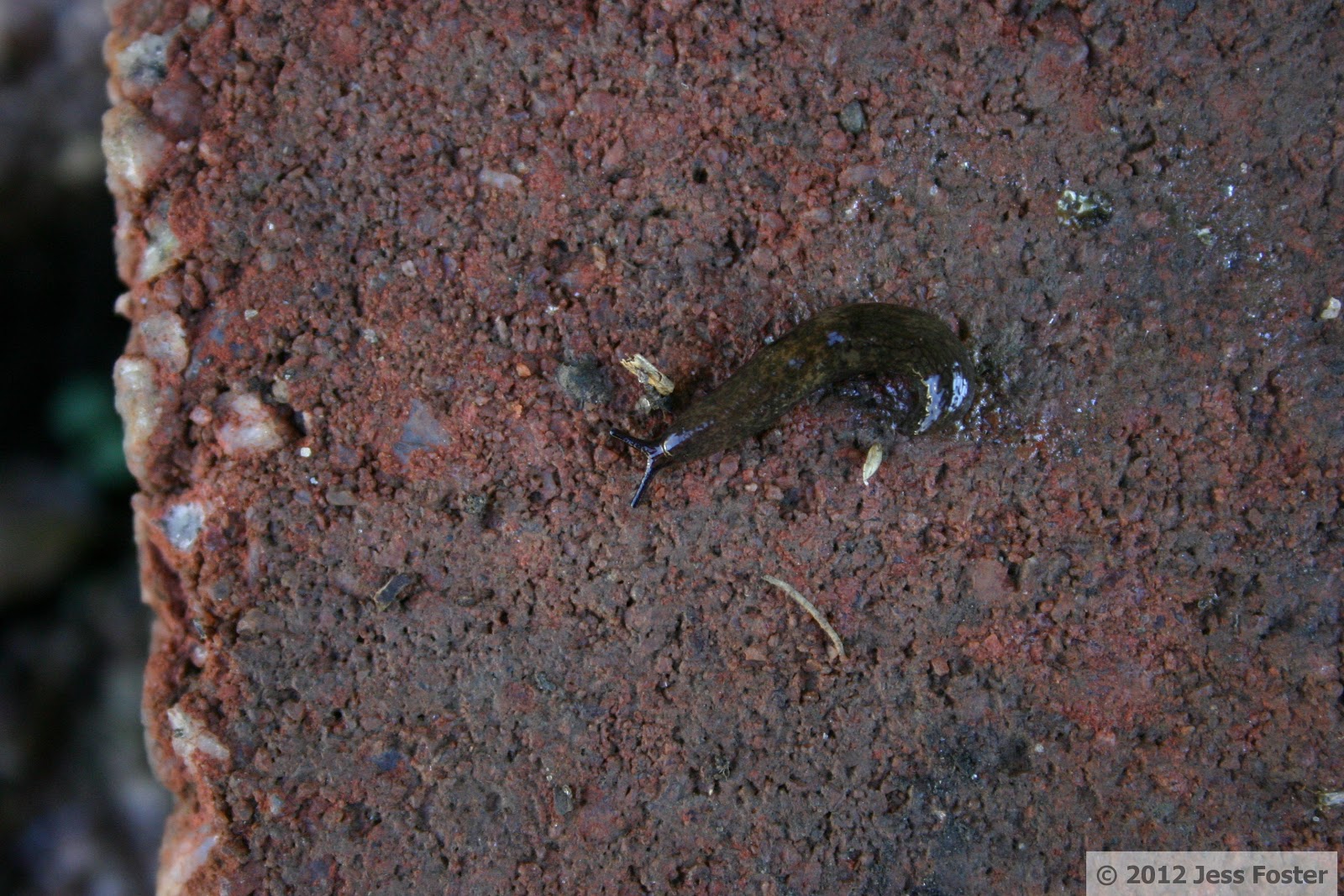 Sluggin' Along: More Marsh Slugs - Part 2