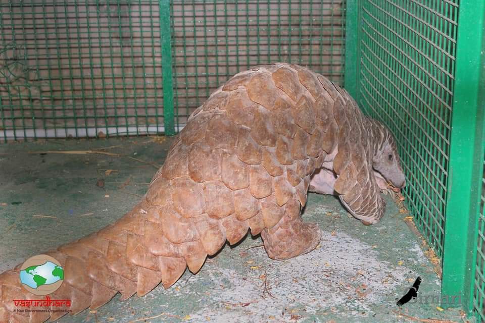 Vasundhara Nature Club: Rescue of Pangolin