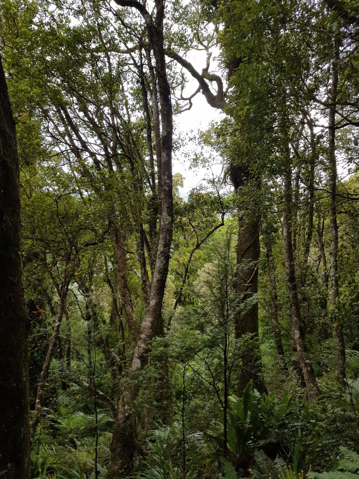 Tramping the Tararuas: Blue Range Hut
