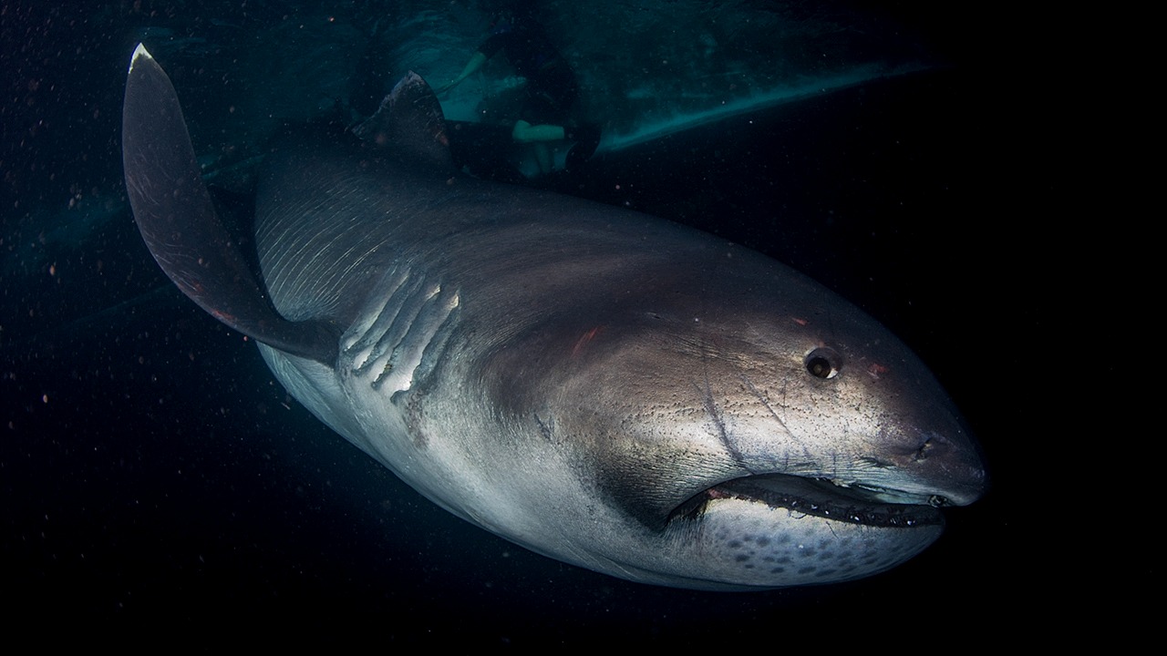 The Best Shark Dive in the World!: Megamouth in California?