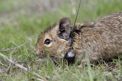 A Degu Field Notebook: Measuring Stress Hormones in Wild Animals ...