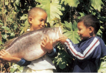 Turbo Glass: Zimbabwe Bass Record
