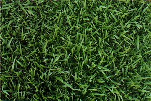 Gramas e Forrações ' : - Tipos de Grama