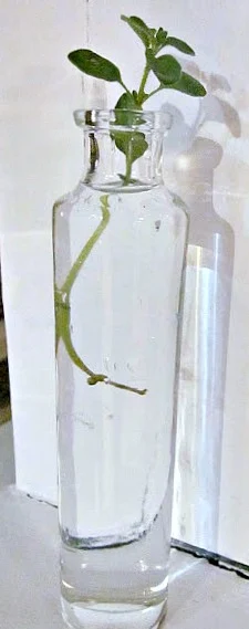 Skinny Recycled Bottles for Rooting Plants