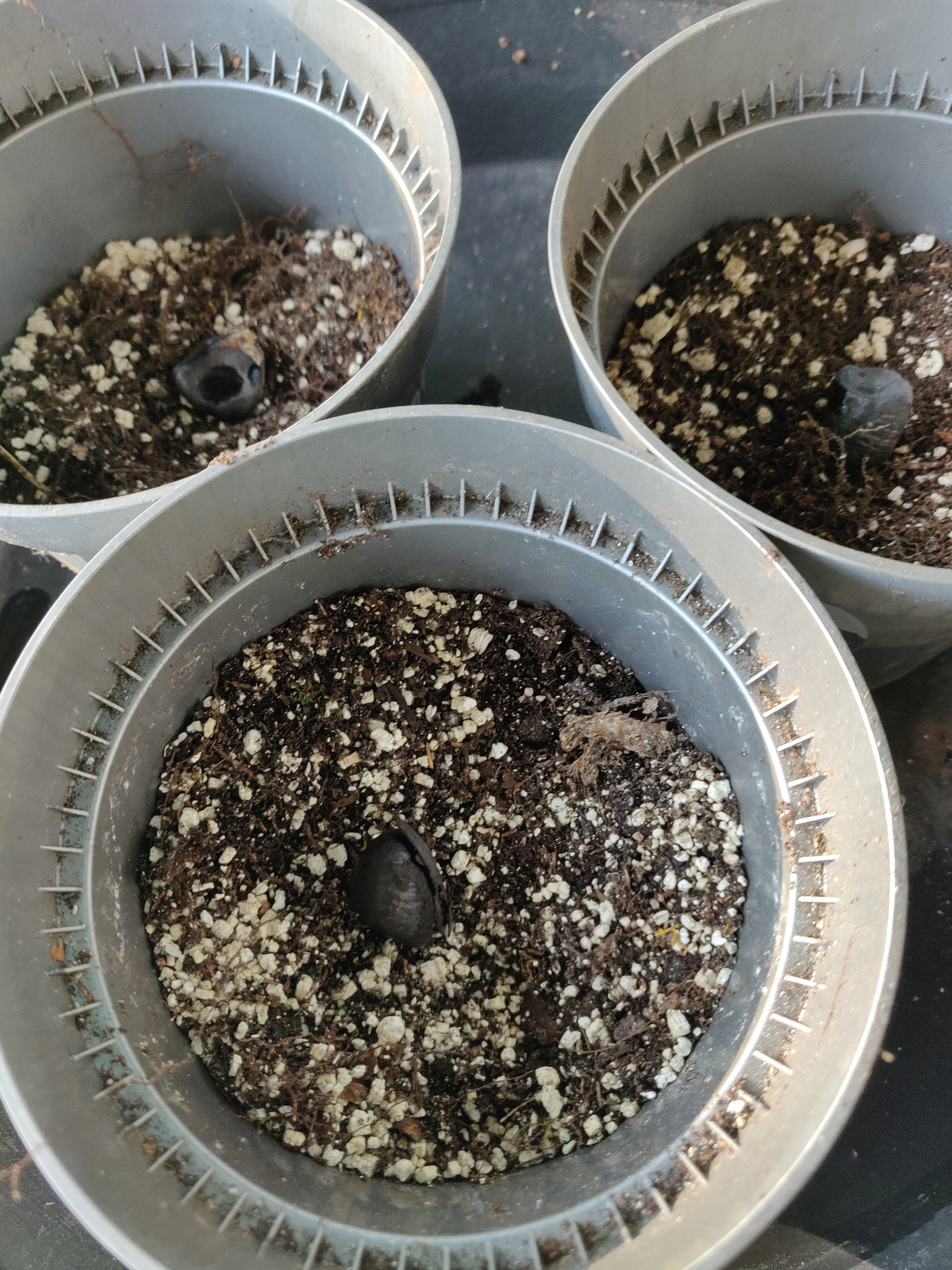 Etiopian banaanin siemenet