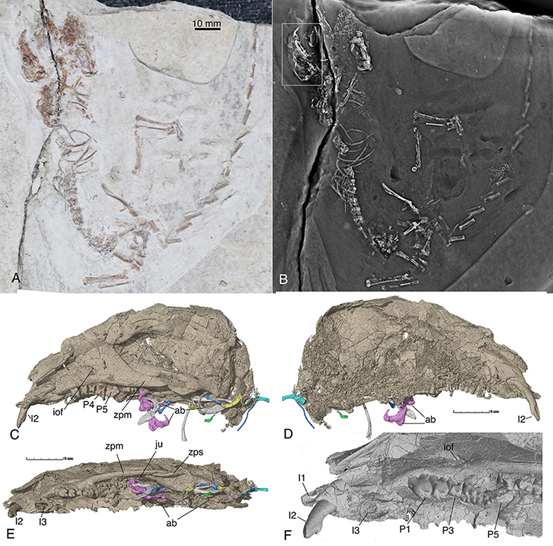 Sciency Thoughts: Sinobaatar pani: A new species of Multituberculate ...