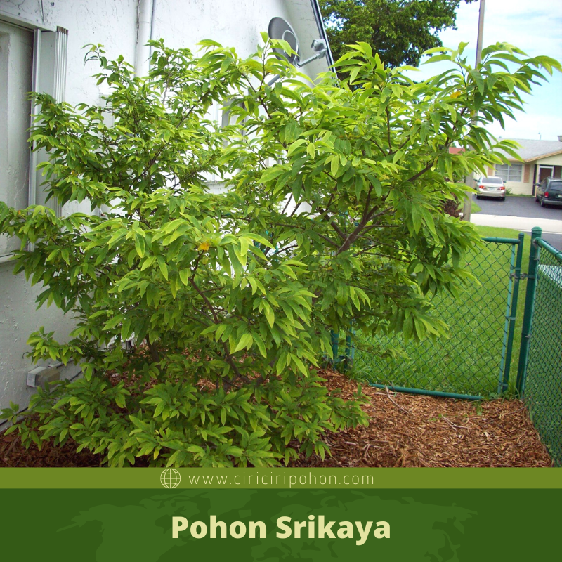 Ciri Ciri Pohon Srikaya (Annona squamosa) Di Alam Liar - Ciriciripohon.com