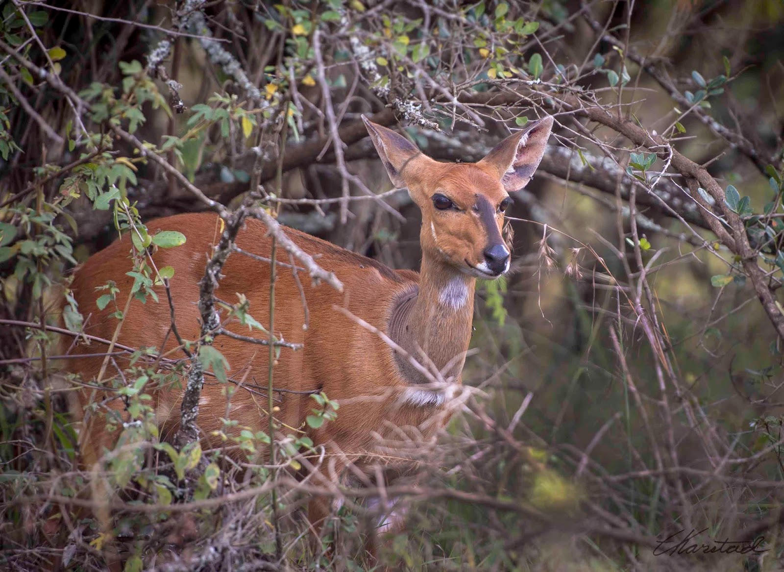 Elsen Karstad's 'Pic-A-Day Kenya': Bushbuck, Nairobi National Park