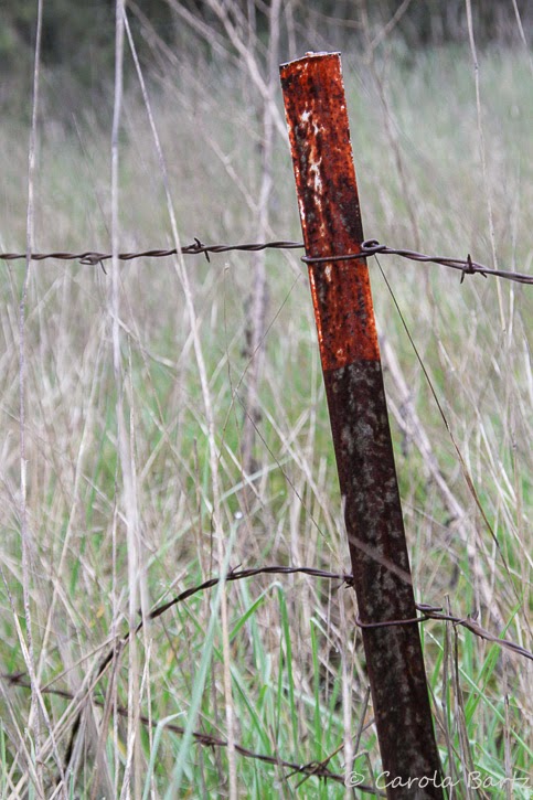 carola bARTz: Rusty Laguna Fence