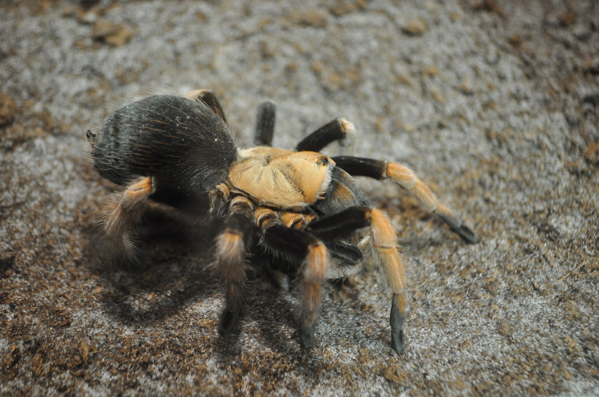 ZOOTOGRAFIANDO (6.096 ANIMALS): TARÁNTULA MEXICANA DE PATAS ANARANJADAS ...