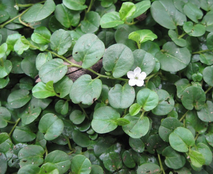 நீலகிரி உயிர்க்ேகாளம் : Roundleaf Bindweed