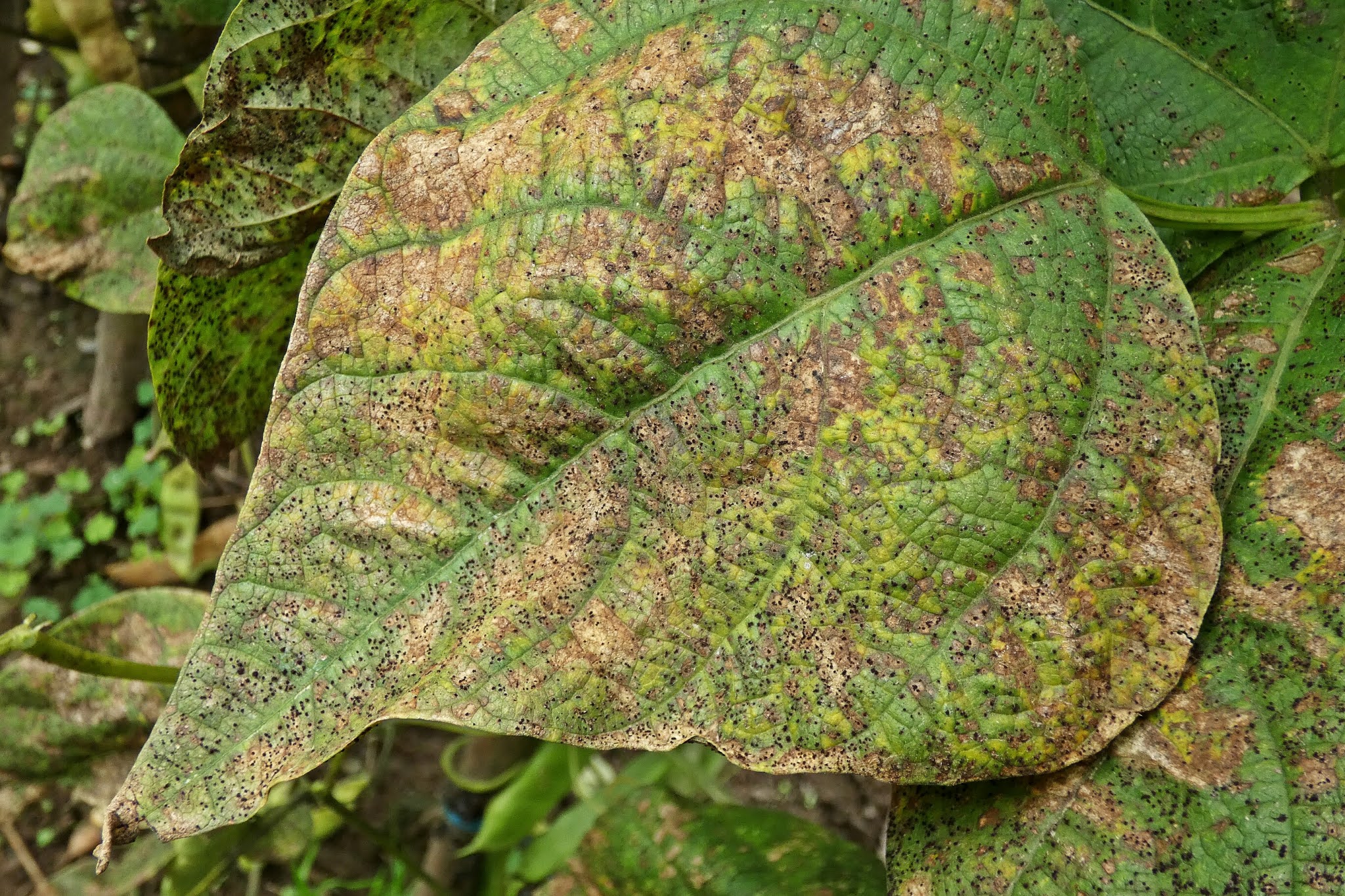 Setas y Hongos de Tineo : UROMYCES APPENDICULATUS (Pers.) Link
