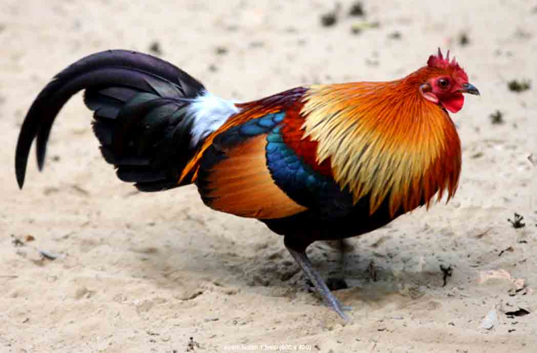 Sharmalan Thevar: The Meats I Tasted