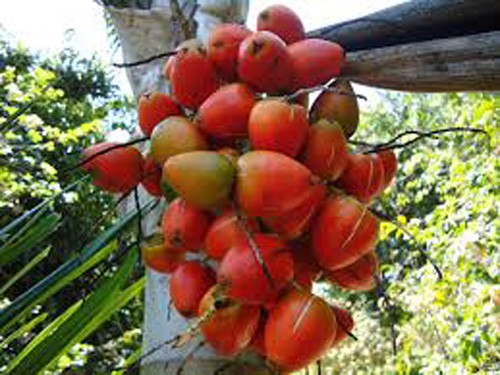 Se virando sem grana: Pupunha, palmeira tropical