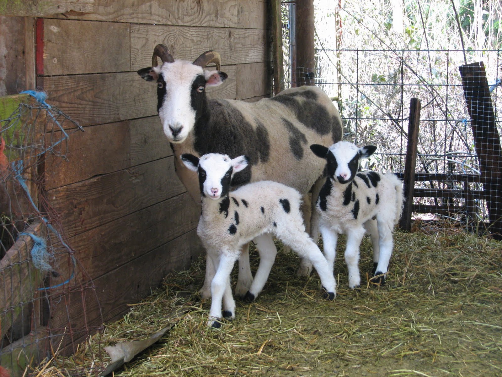 Red Dog, Spotted Sheep: Lambs ! 2011 Jacob Sheep Lambs