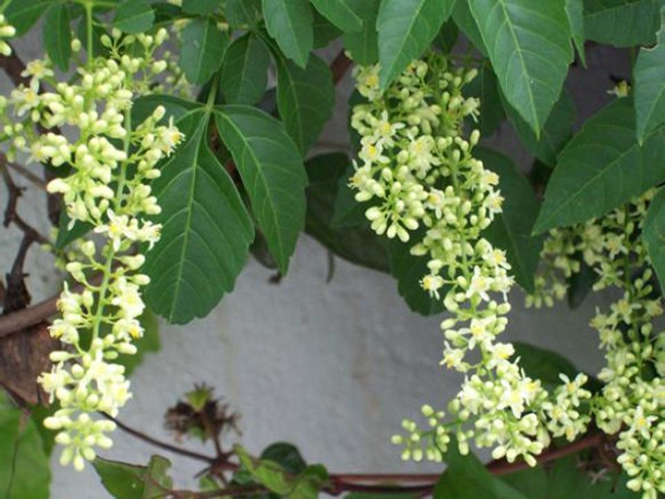 Beatriz Achával: Uruguay: Una planta trepadora indígena con gran ...