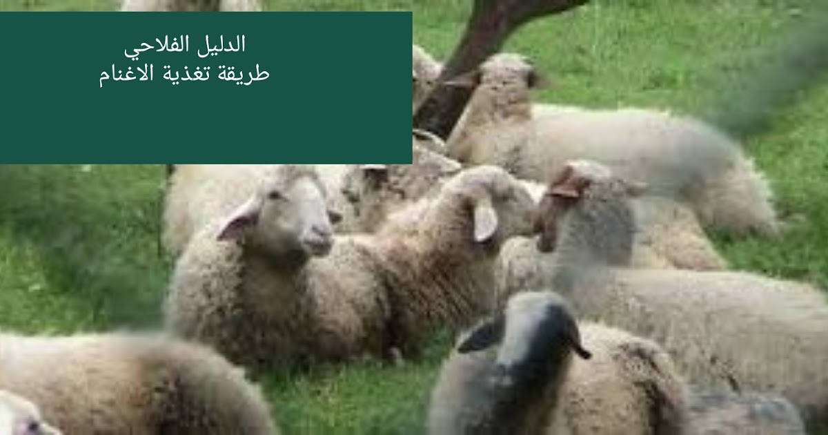 طريقة تغذية الاغنام