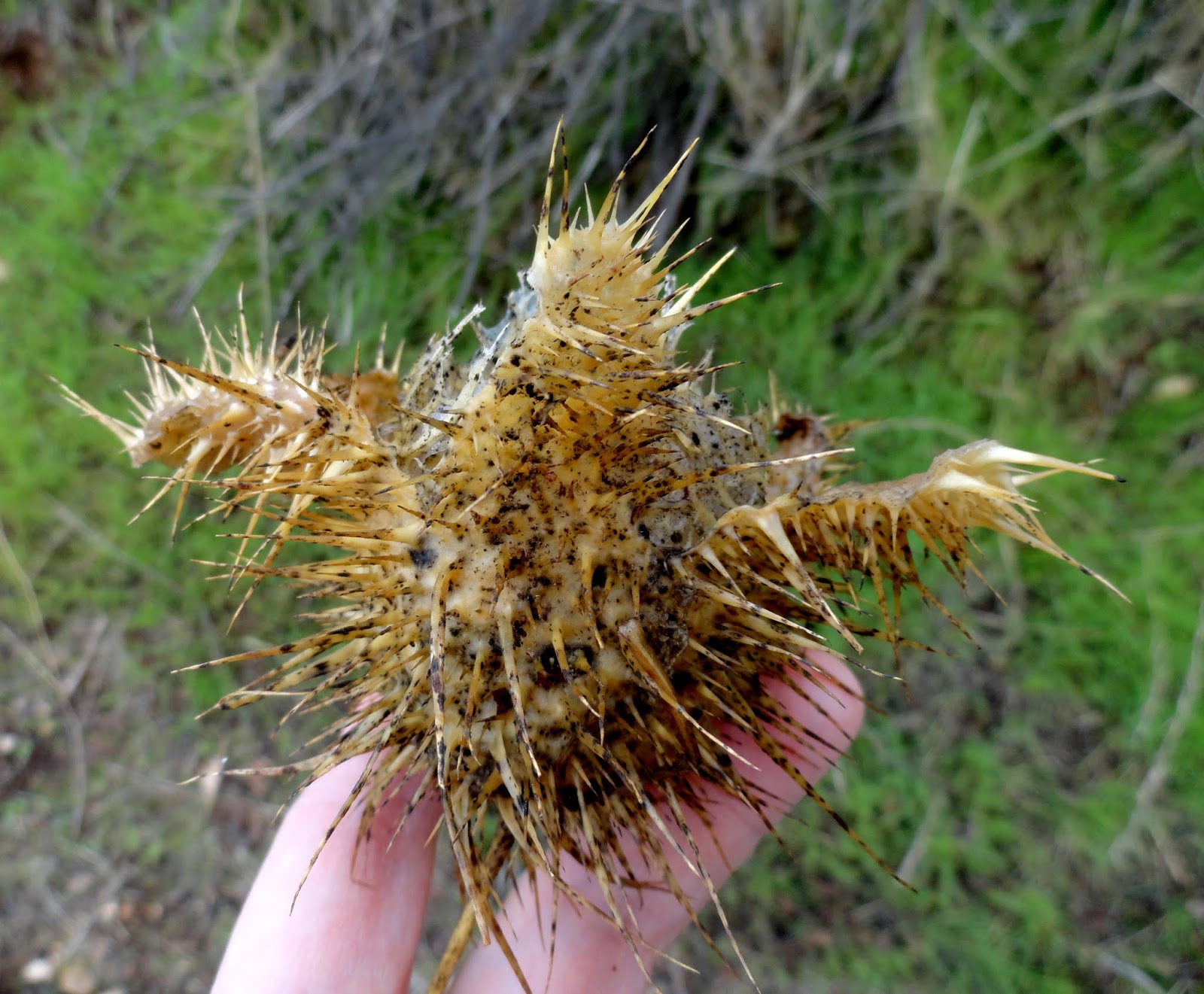 danger garden: Discovering a wild spiky vine