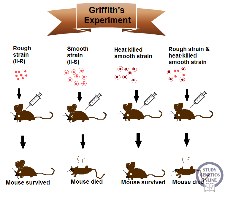Study Genetics Online: The Discovery of the Genetic Material