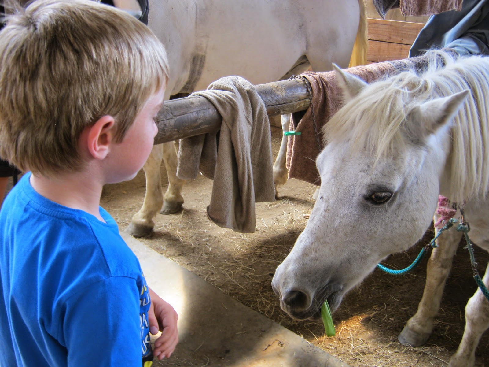 Learning is fun in Room 9: Sonshine Ranch