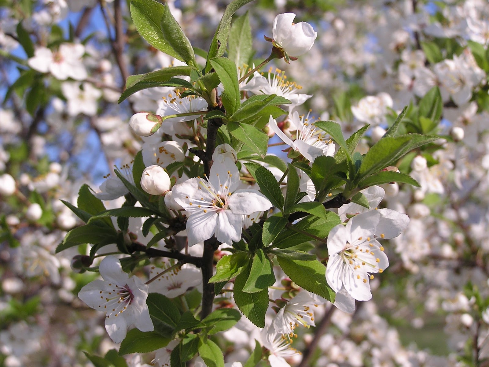 ARTE Y JARDINERÍA : Cerezo ornamental (Prunus spp.)
