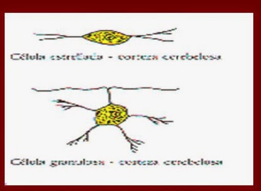 Biologia Para Psicologos