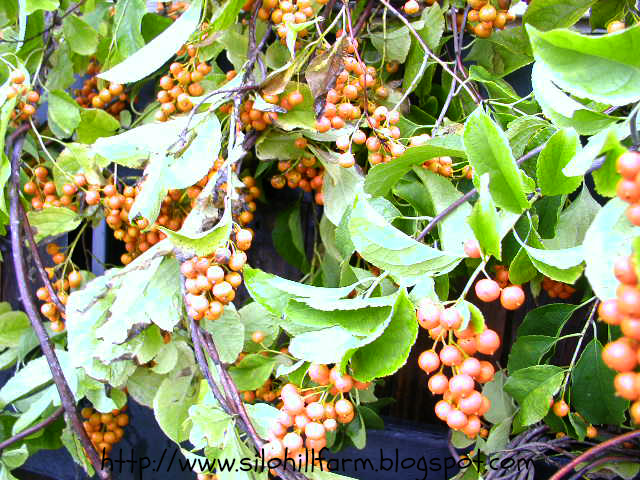 Silo Hill Farm: BITTERSWEET VINES AND BERRIES