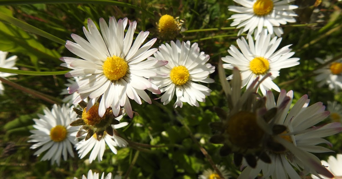 A Wild Life in the Garden and Beyond: Day 45: Common Daisy
