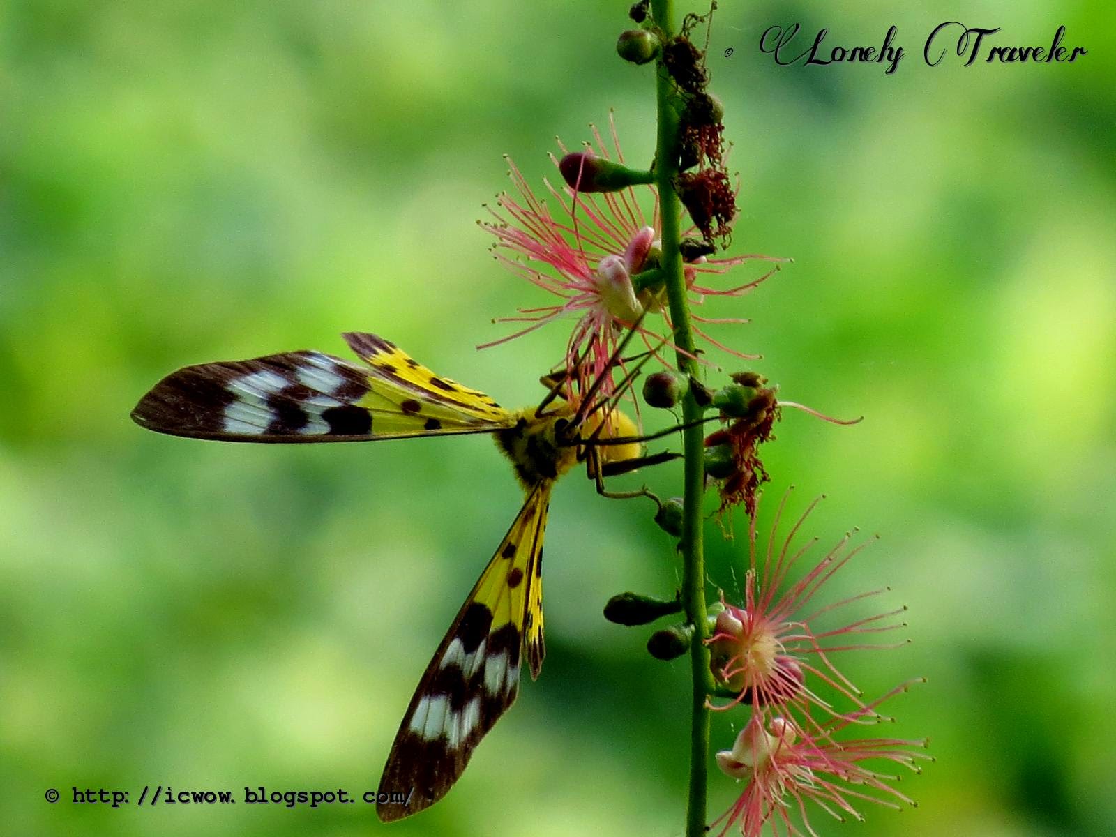 Freshwater Mangrove - Barringtonia acutangula