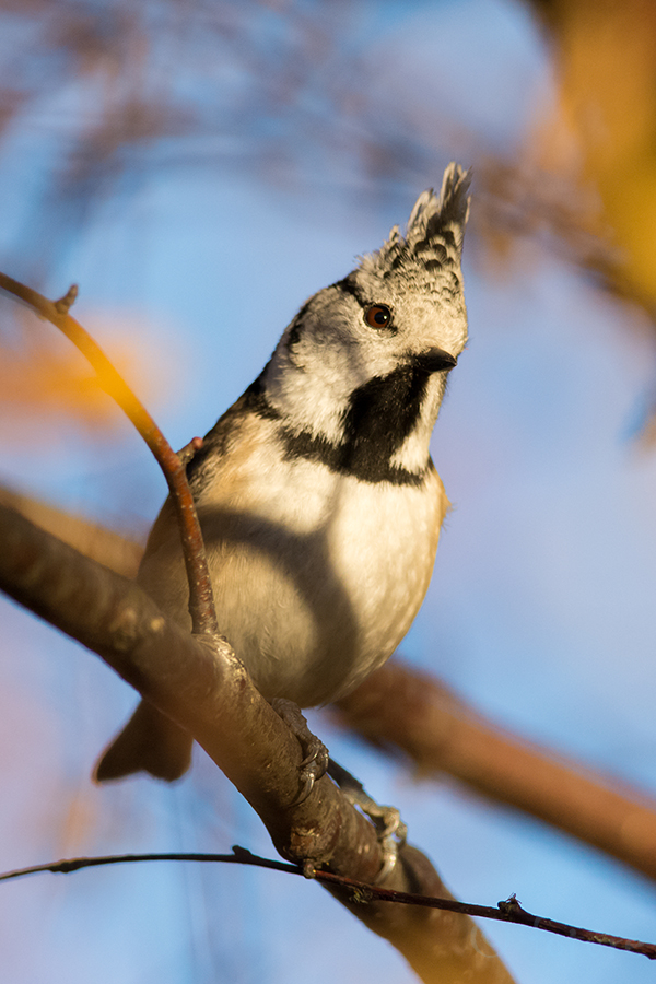 Foture: Tutt-tihane, Lophophanes cristatus