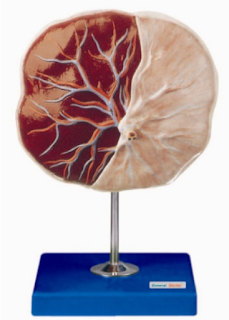 HUMAN PLACENTA MODEL - Yuvi Enterprise