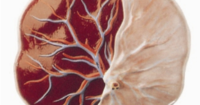 HUMAN PLACENTA MODEL - Yuvi Enterprise