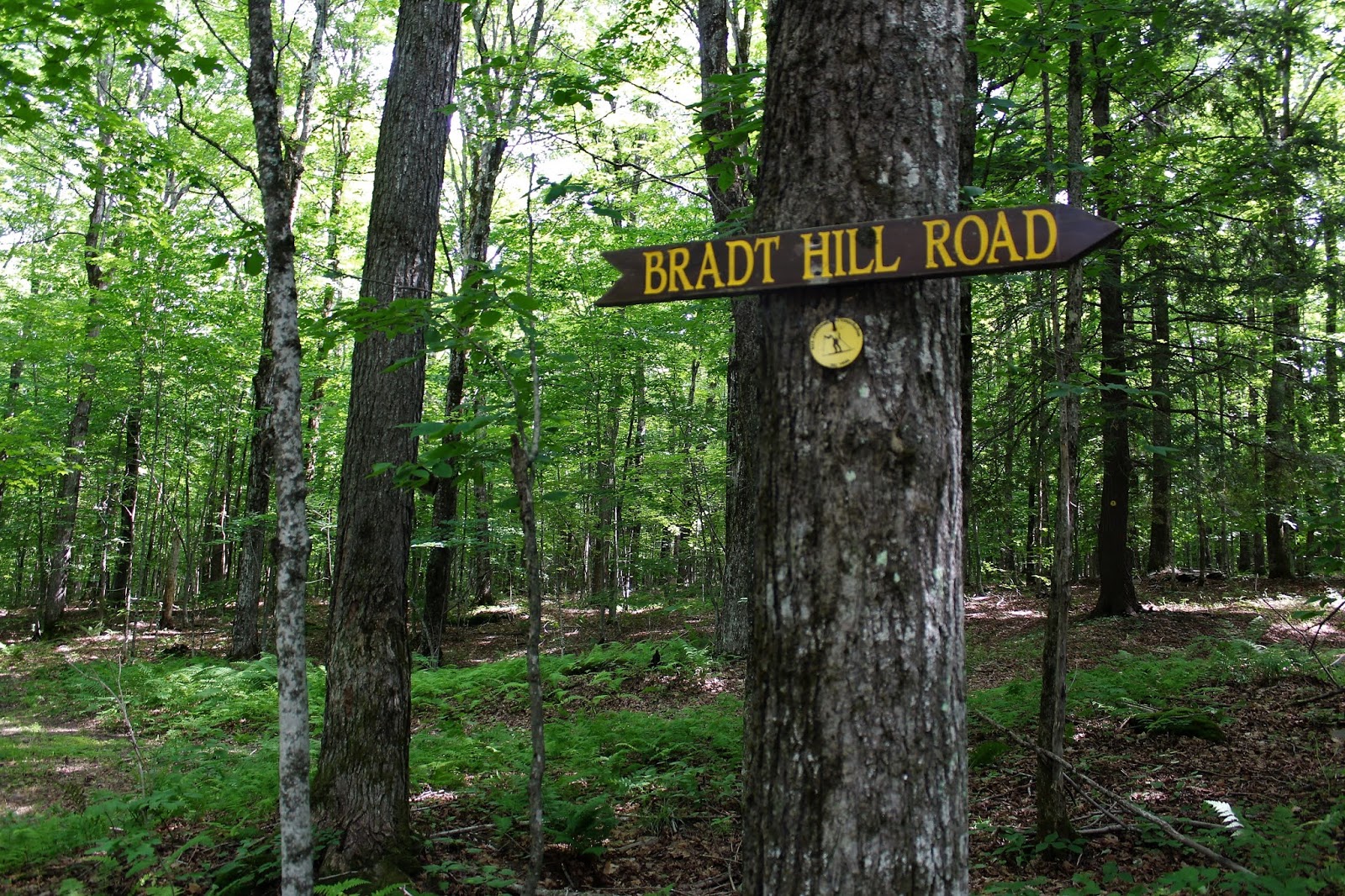 Walking Man 24 7: Partridge Run WMA(Berne-Helderbergs, Albany County)