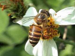 Apiculture in Bangladesh ::.: Classification and Habitat