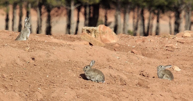 Cuaderno de Campo: Conejo común (Oryctolagus cuniculus)