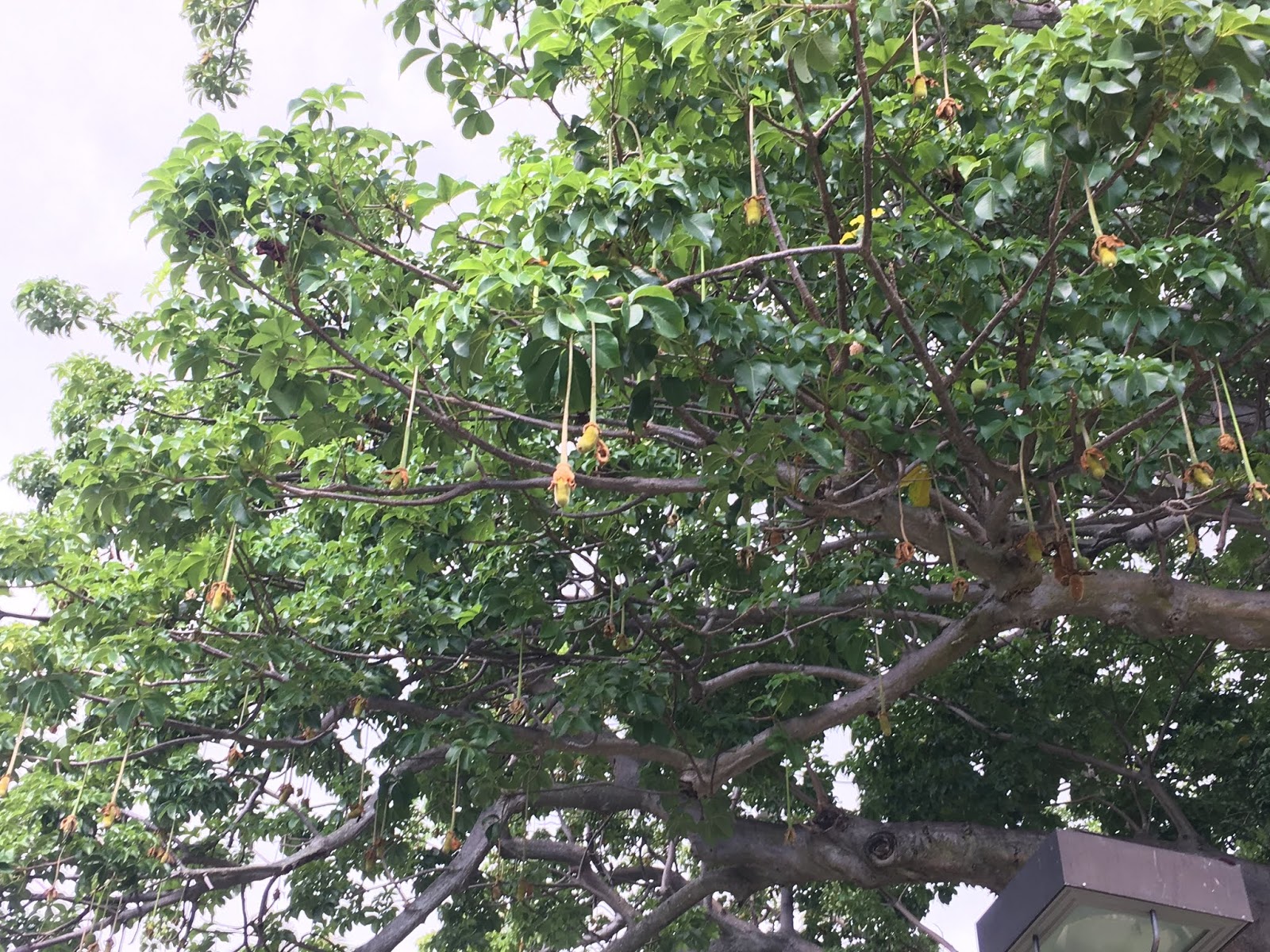 Adansonia digitata (Baobab)