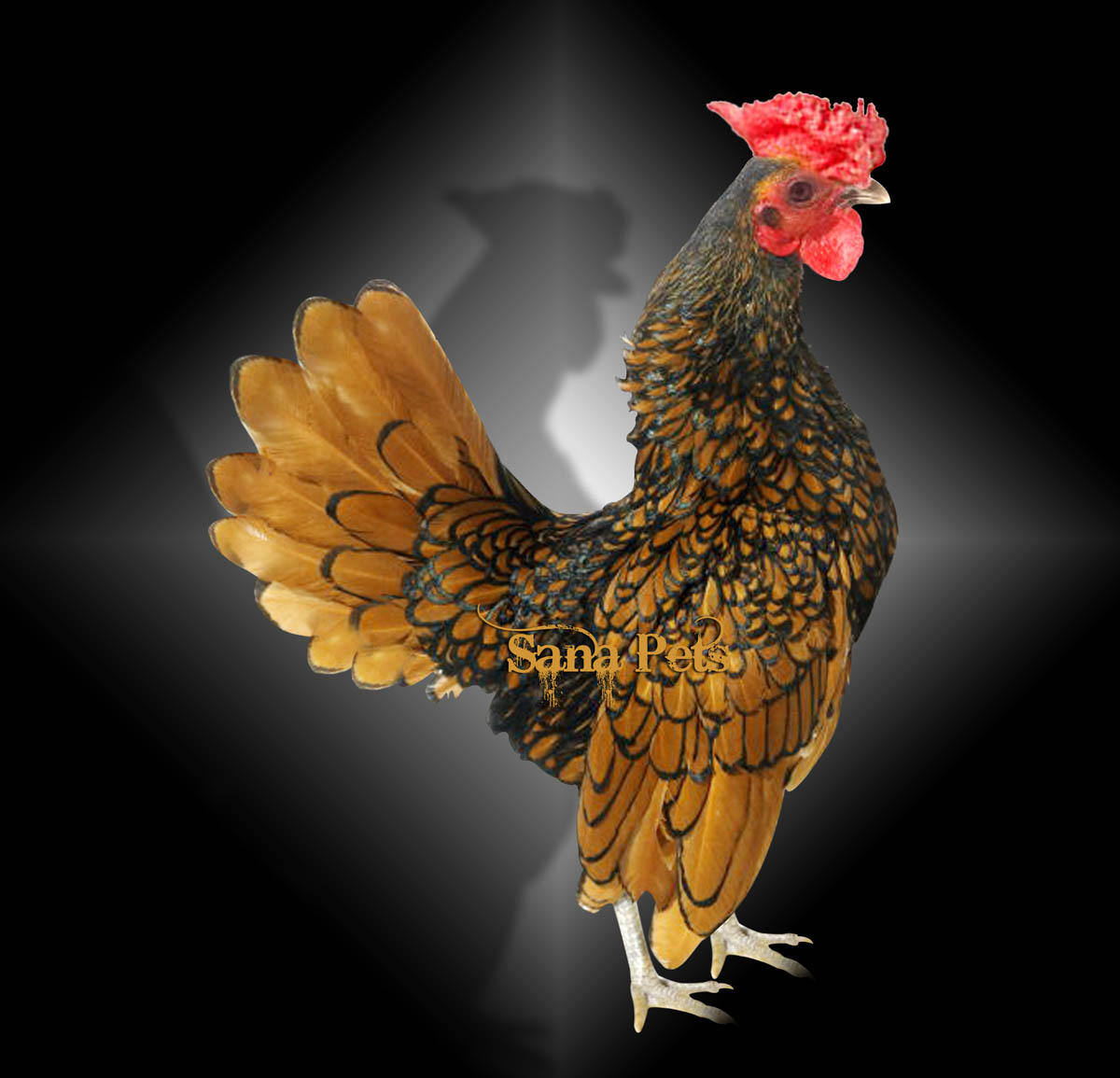 Sana pets: Golden Sebright