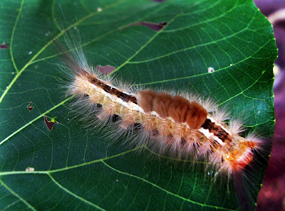 Living with Nature - School on Blog by Dr. Abercio V. Rotor: UST GS ...