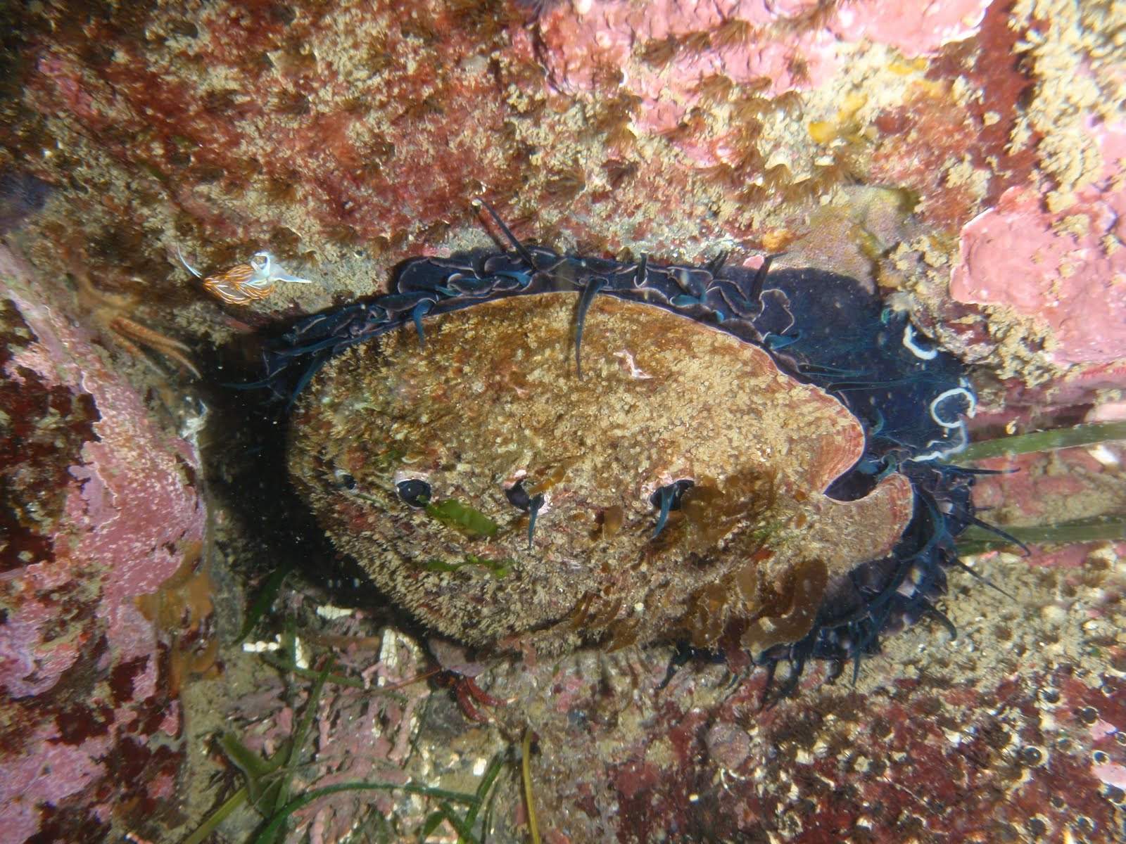 Matt Duckworth Underwater: Abalone