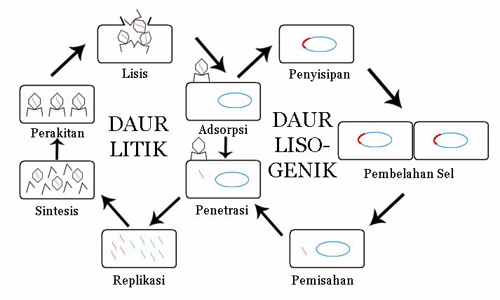 Bab 2 : Virus ~ Cerdas Biologi