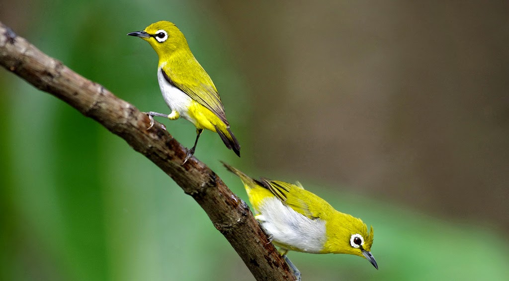 TREND BURUNG KICAU Harga Murah di Bogor dan Kontes Burung Kicaumania ...
