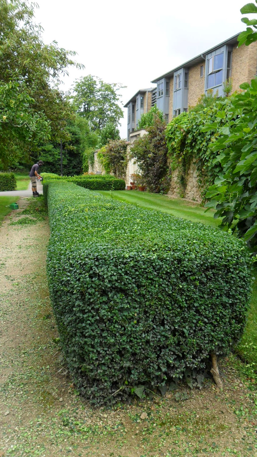 Worcester College Gardeners 2009-2018: Perfect Conditions For Box Hedge ...