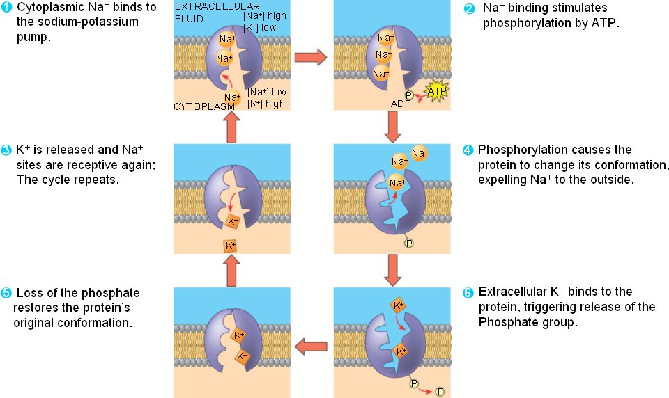 All about Biology: Juni 2013