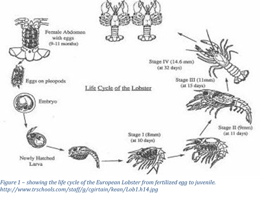 Lobster Life Cycle Diagram