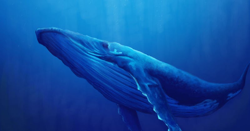 Kryptozoologi: Valar i våra vatten