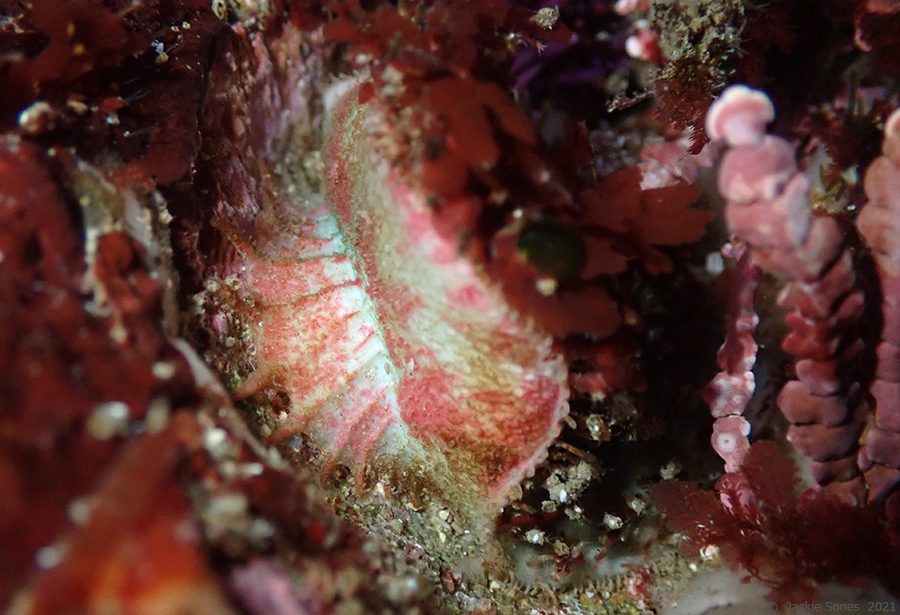 The Natural History of Bodega Head: Red end of the spectrum