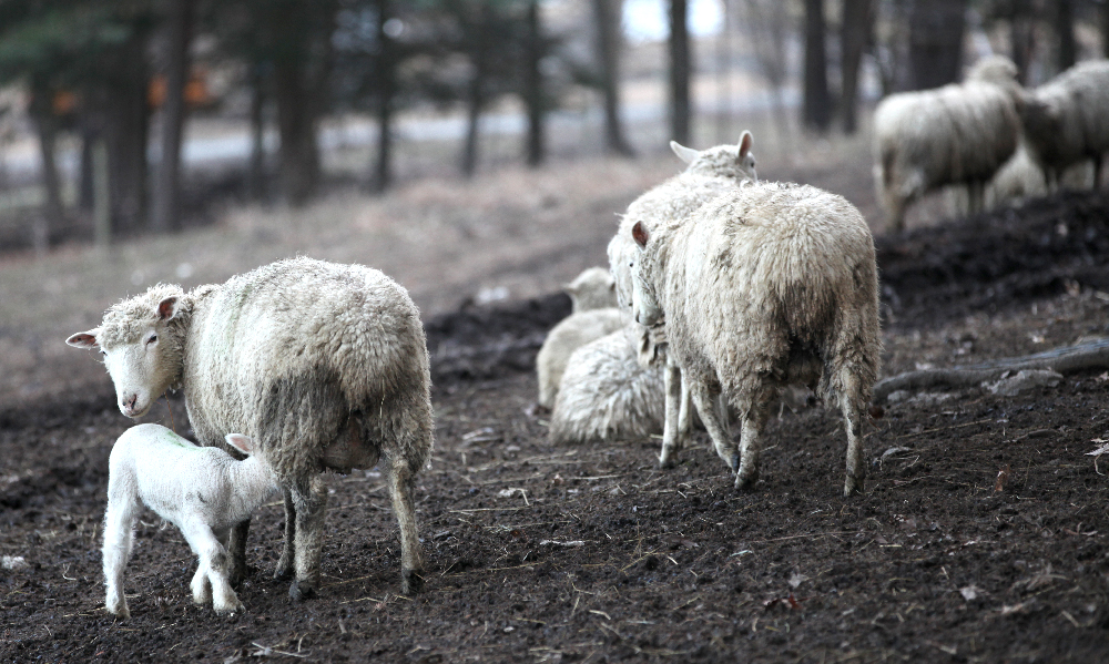 Getting Stitched on the Farm: More Cute Lamb Pics