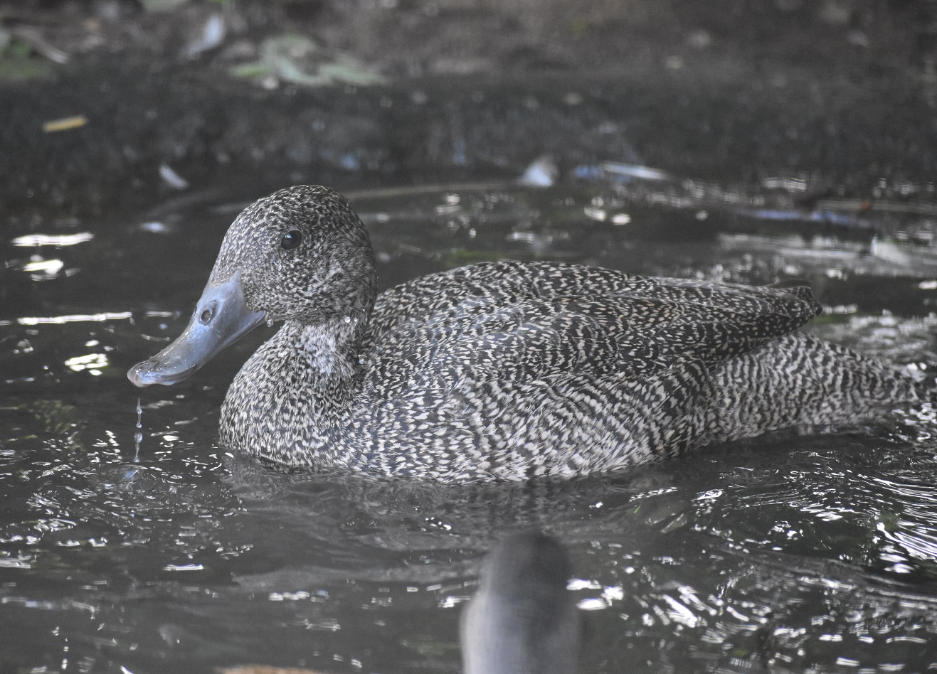 ZOOTOGRAFIANDO (6.100 ANIMALS): PATO PECOSO / FRECKLED DUCK ...