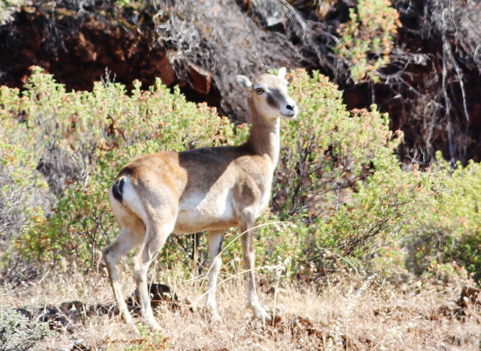 Mammals of Cyprus - Τα θηλαστικά της Κύπρου by George Konstantinou ...